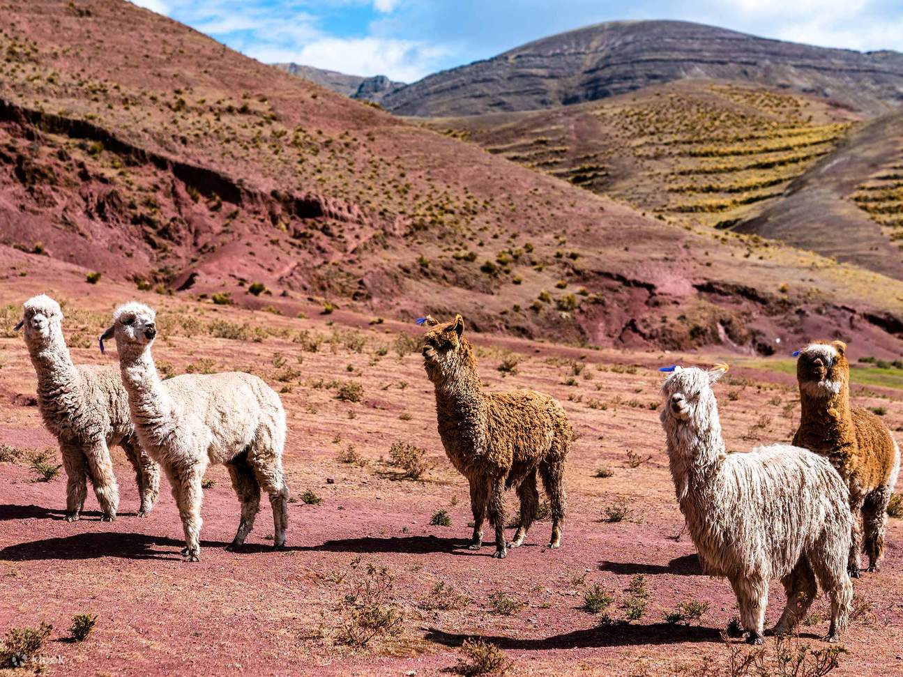 Vinicunca Rainbow Mountain ATV Tour with Meals - Klook Australia