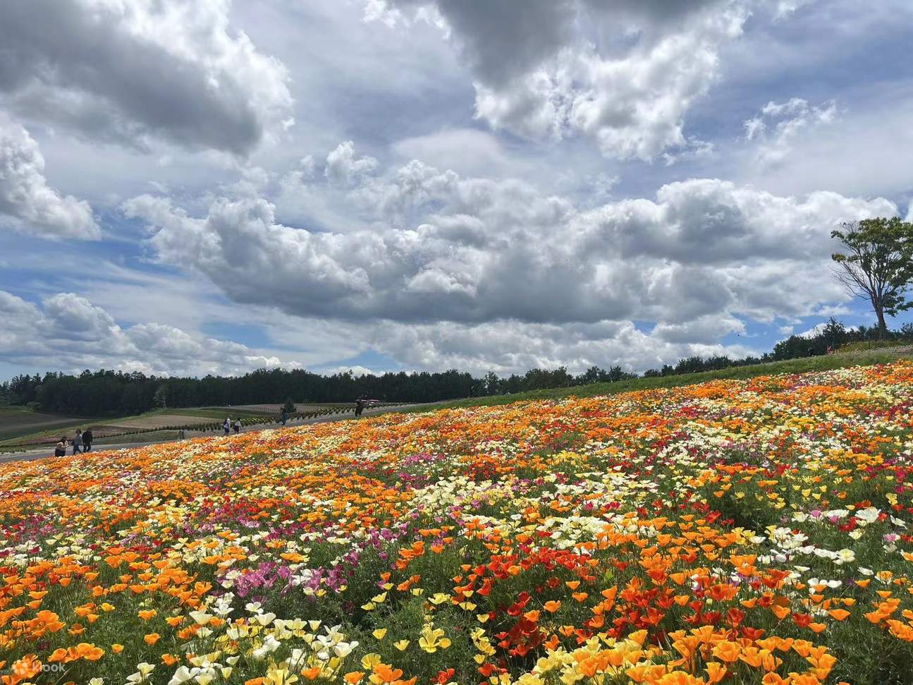 Kebun Binatang Hokkaido Asahikawa, taman salju Shikisai no oka, dan Tur ...