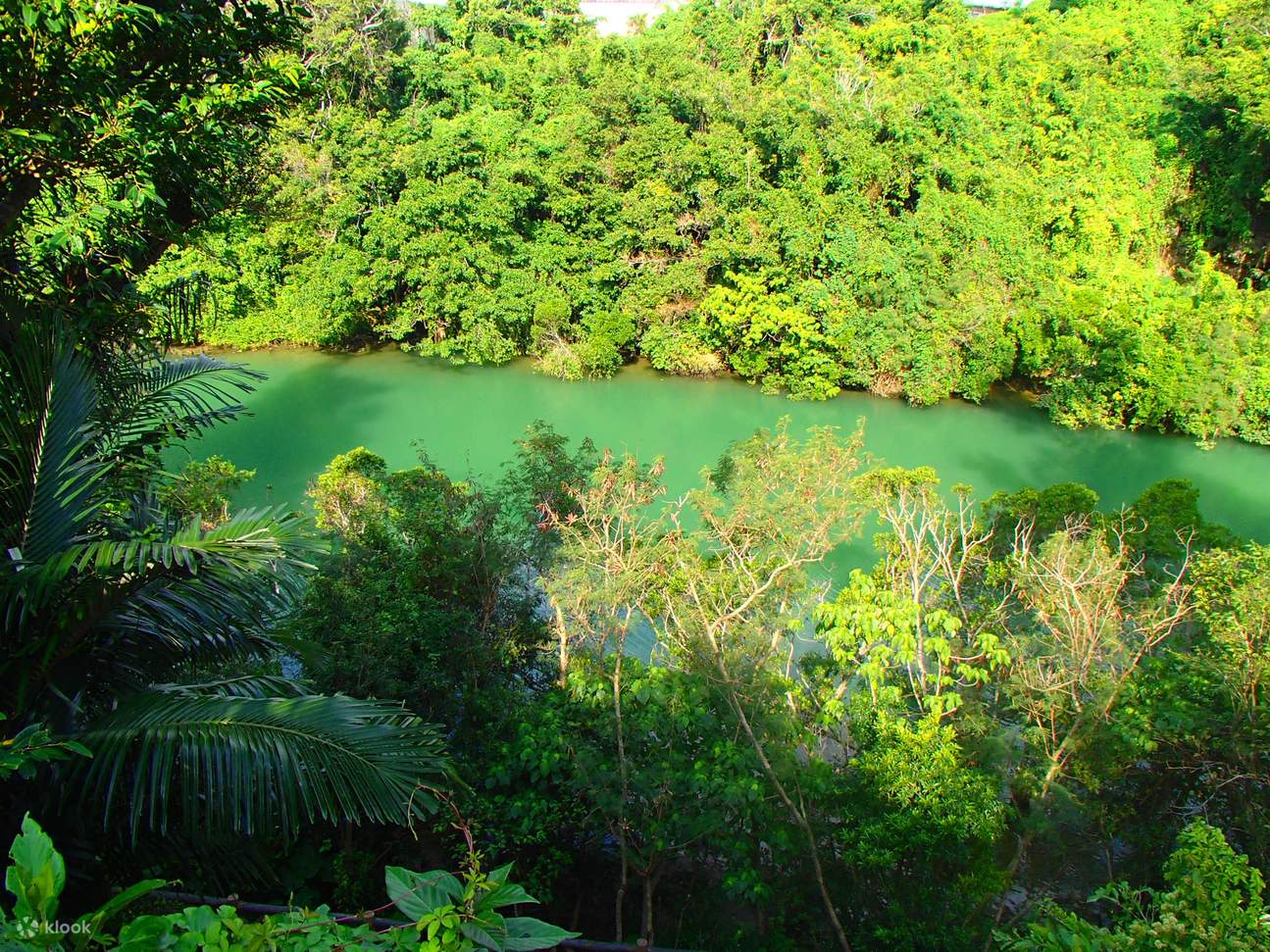 Mangrove Kayak tour in Okinawa - Klook