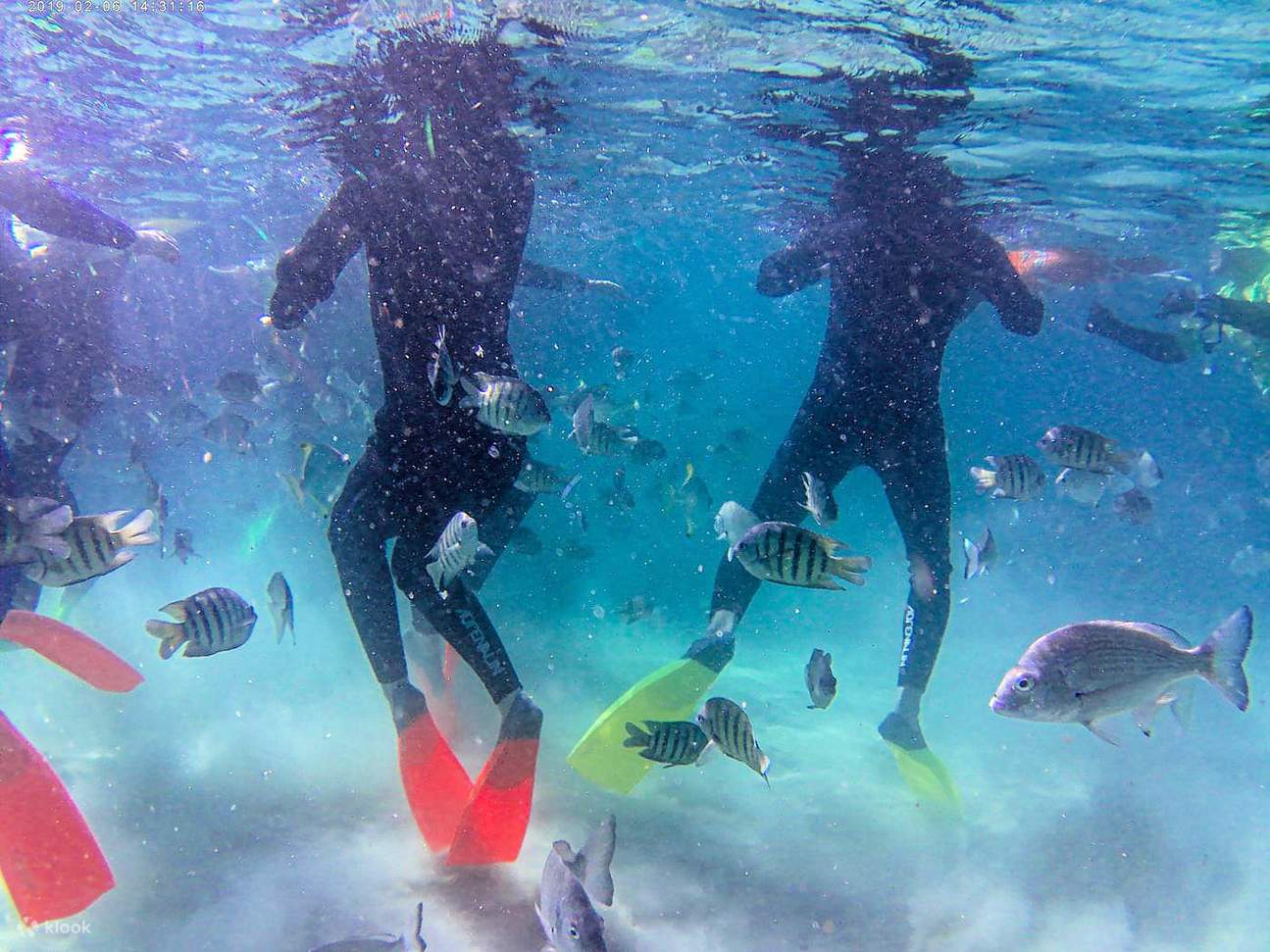 Best of Moreton Bay Island Tour from Brisbane - Klook