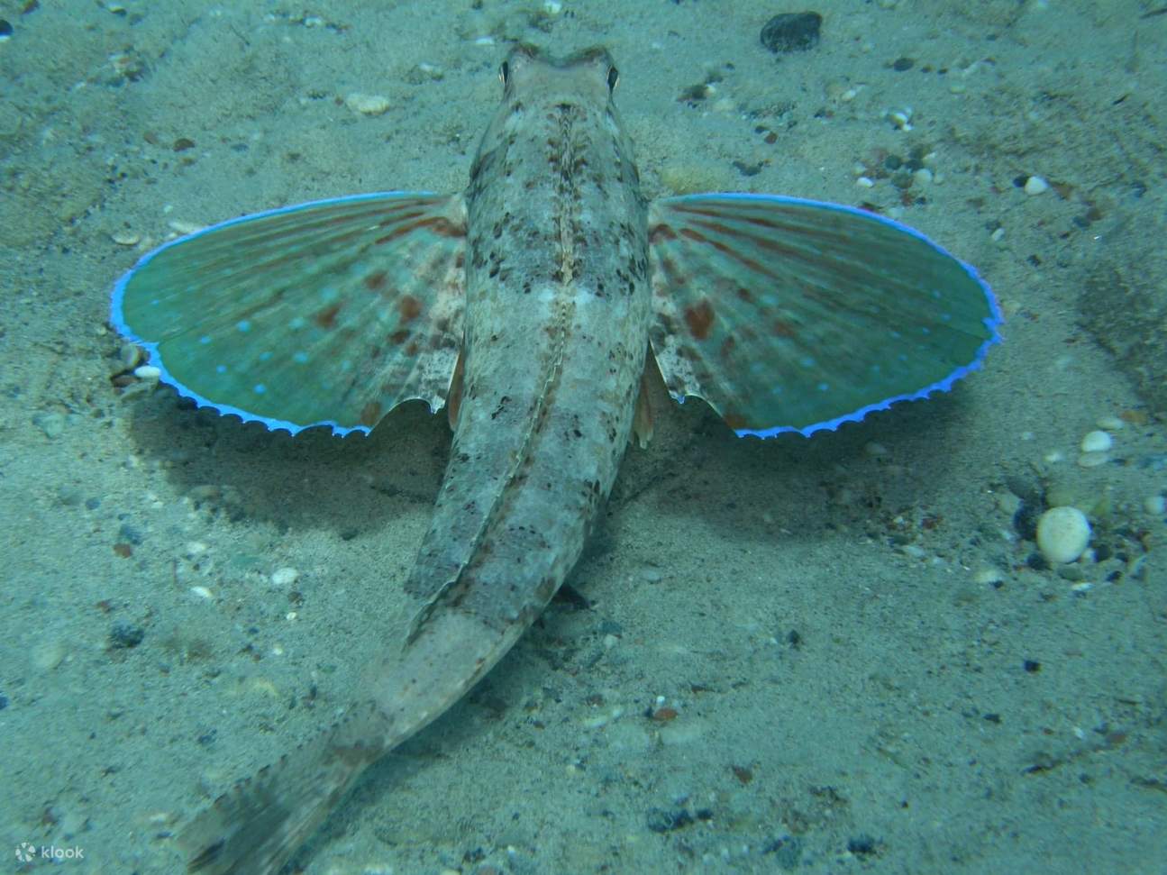 PADI Discover Scuba Diving in Aegean Islands with PADI Resort | Dive ...