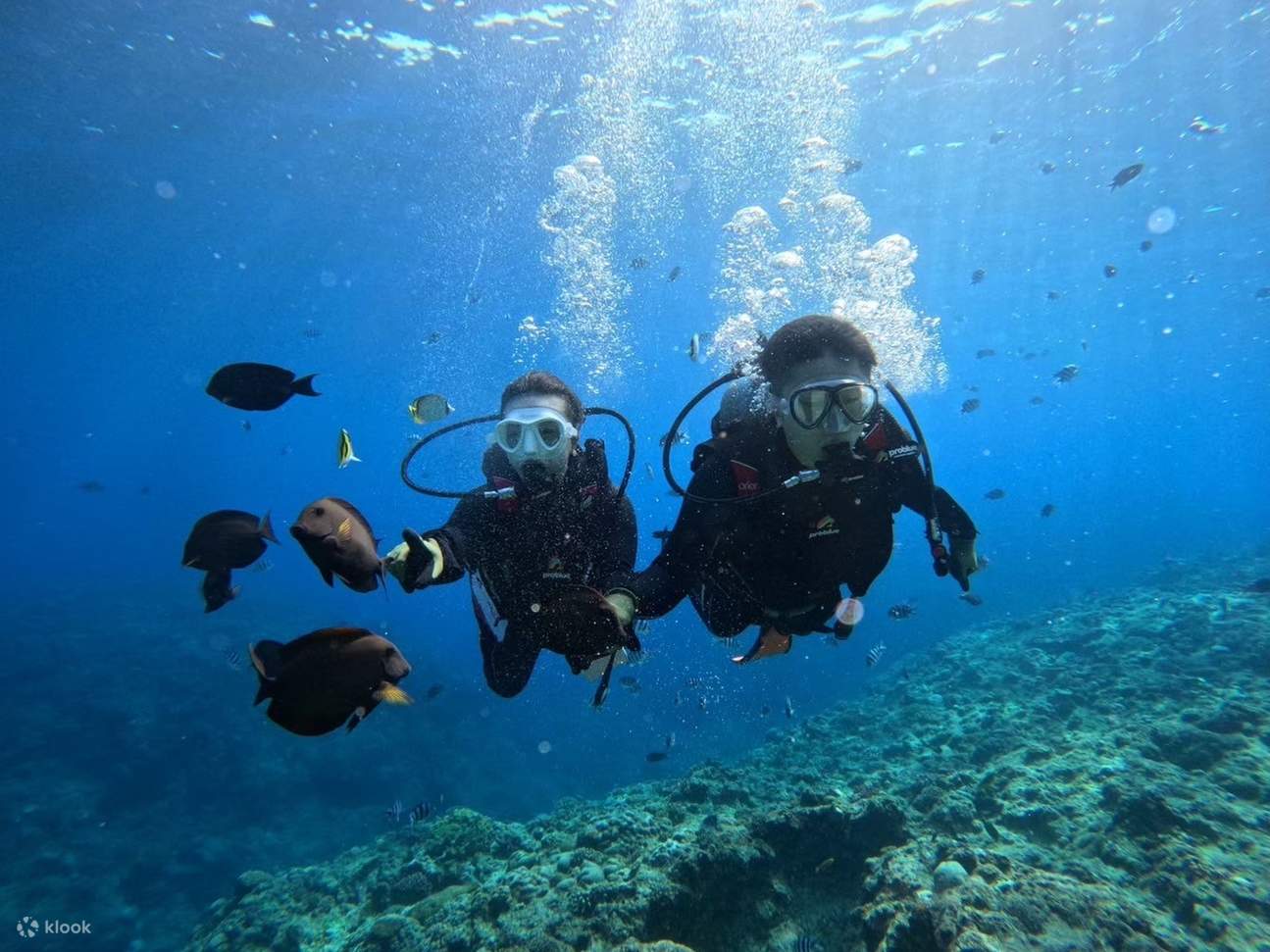 Okinawa: Blue Cave Experience Diving - Including GoPro shooting and ...