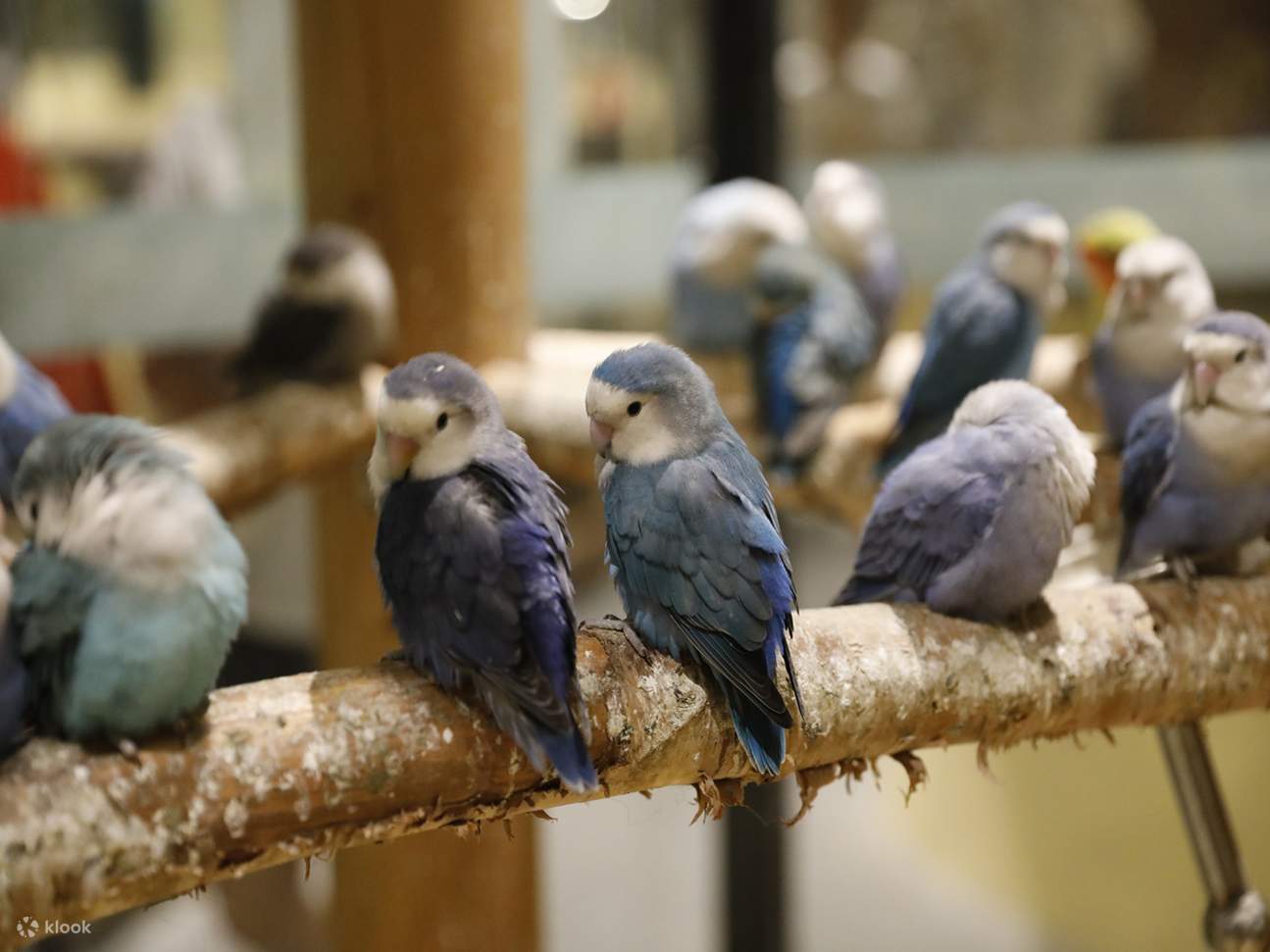 深圳WOWO窝窝萌宠乐园 (宝安大仟里店) - Klook客路