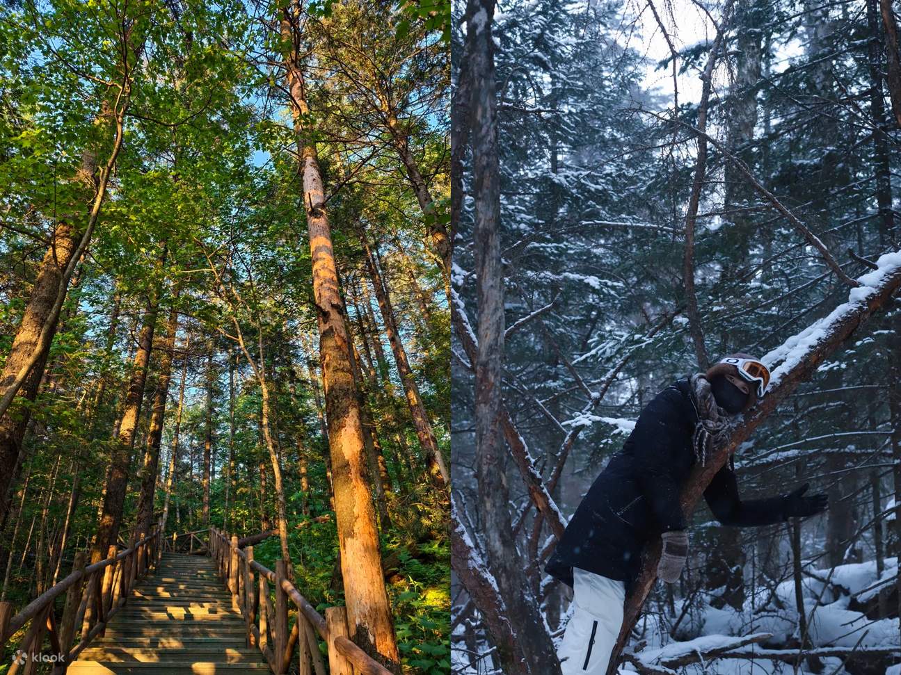 Private Day Tour to Changbai Mountain, Jilin - Klook Singapore