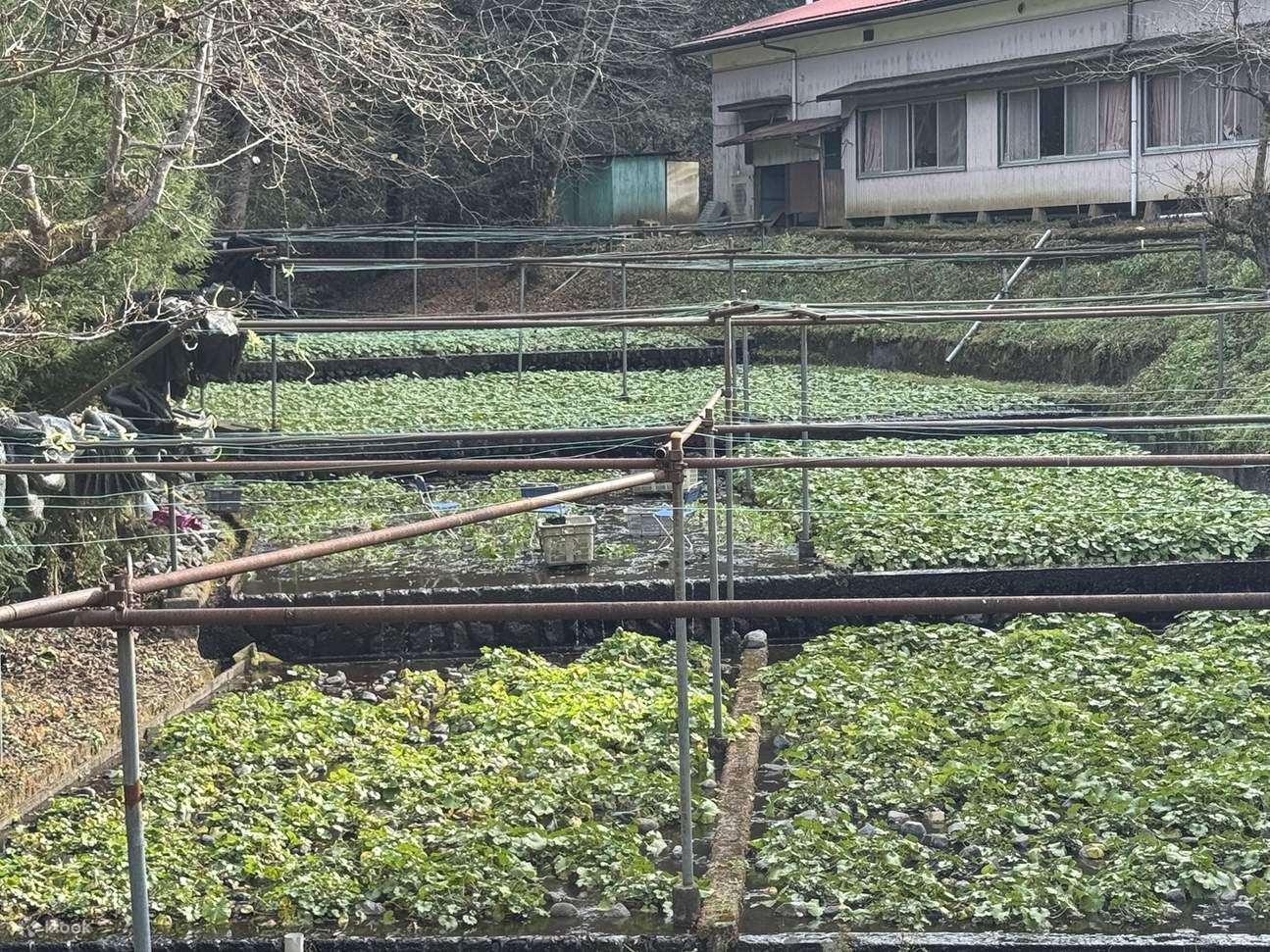 Mt. Fuji & Shizuoka Wasabi Farm Tour mit Hokusai Zug & Shinkansen ...