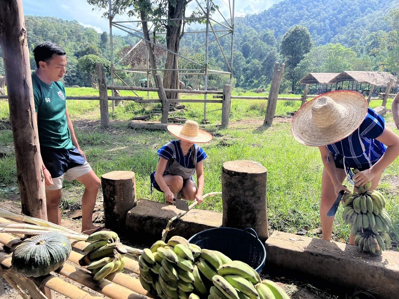 Elephant care activities at the New Elephant Home Elephant Conservation ...