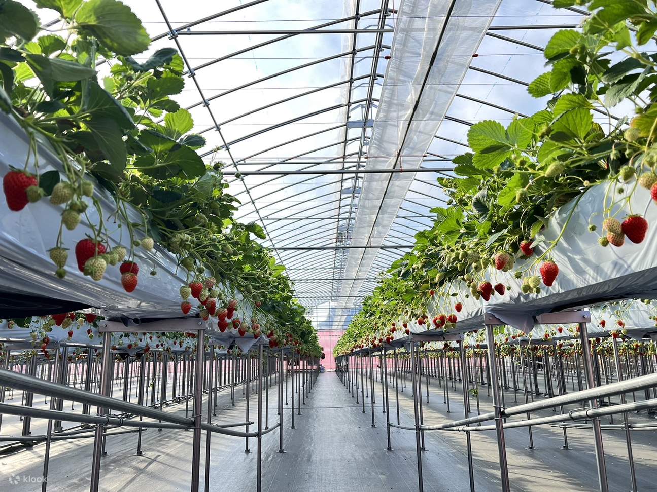 Tokyo, Koedo Kawagoe, Japan's Award-winning Strawberry Picking Day Tour ...