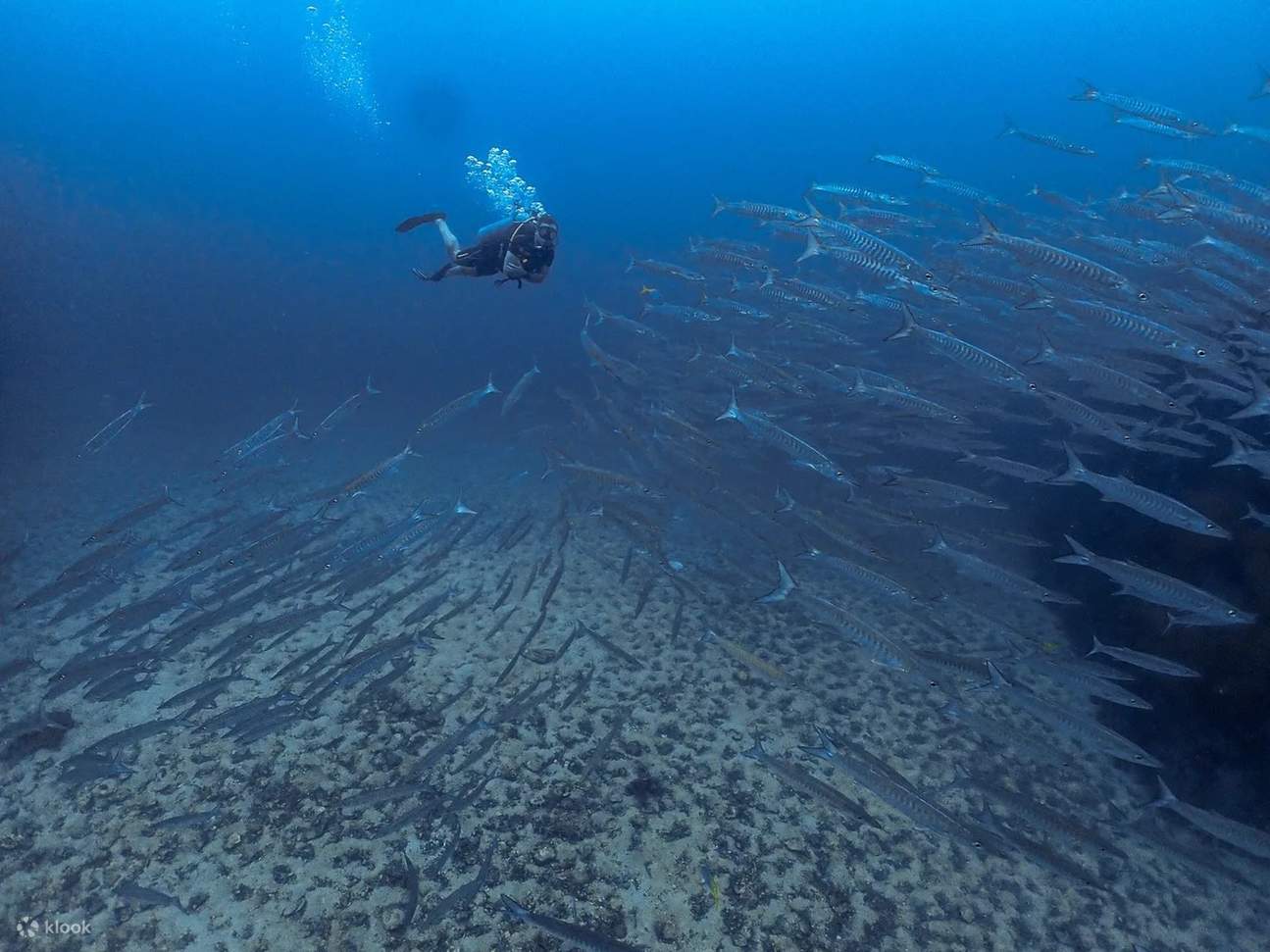 Dive Tour Sail Rock in Koh Samui with PADI 5 Star Dive Center - Klook
