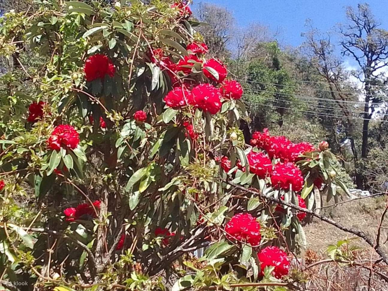 Jelajahi Pokhara: Petualangan Trekking Ghorepani dan Bukit Poon 3 Hari - Klook Indonesia