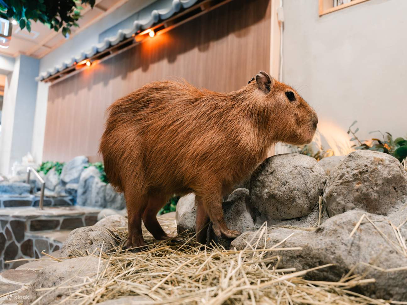 Café Capybara Moffu Tokyo - Klook États-Unis
