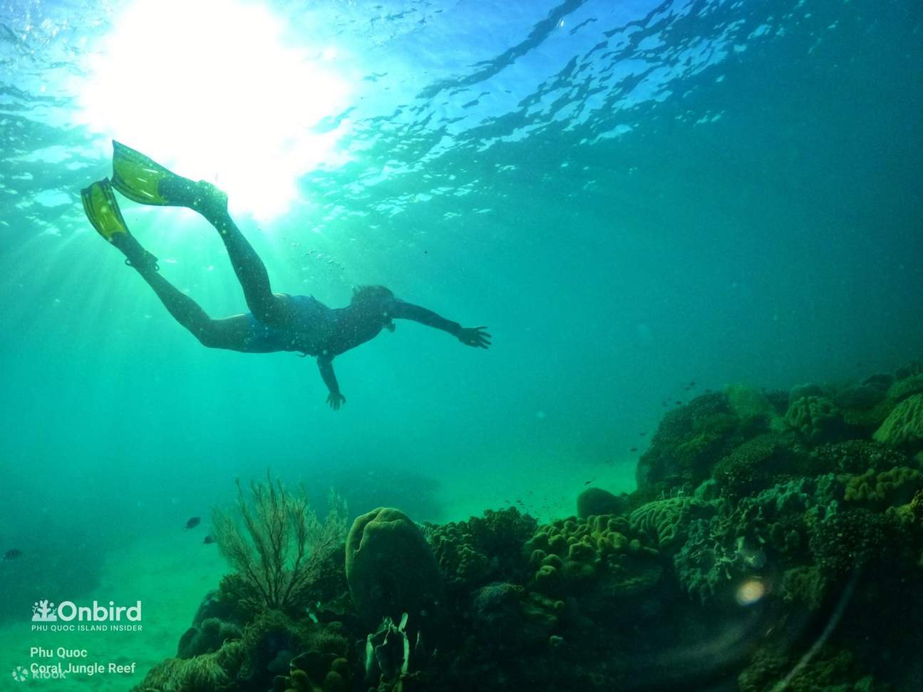 Phu Quoc Snorkeling Day Tour to Explore Coral Jungle Reef - Klook India