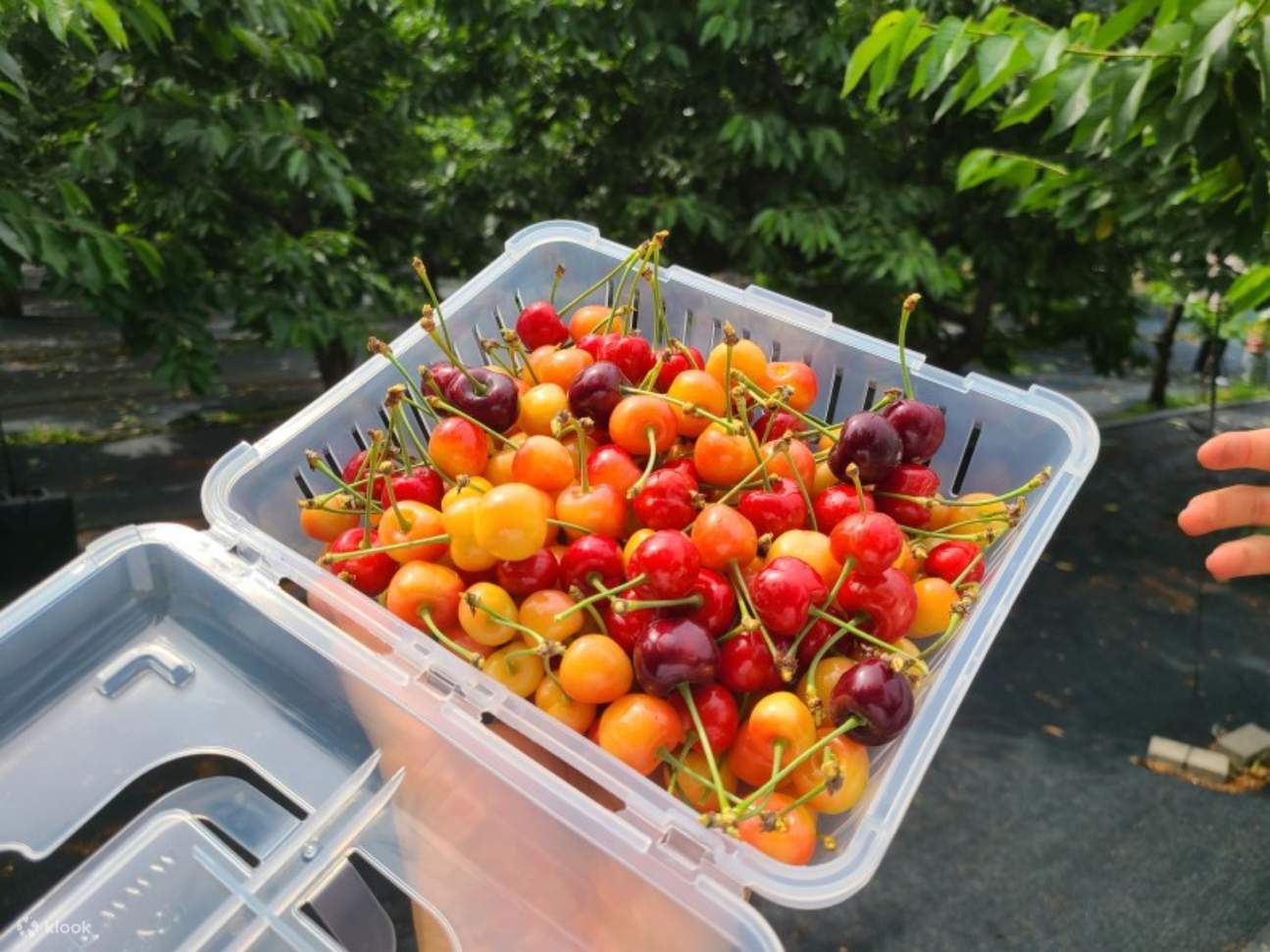 Gyeongju Cherry Farm Tour From Busan - Klook États-Unis