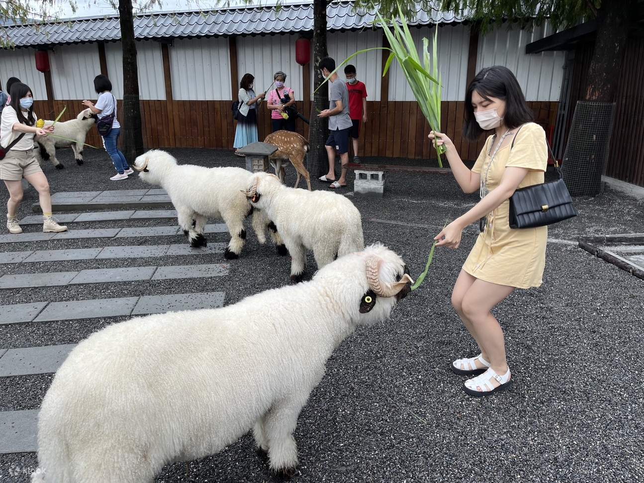 Zhang Mei Ama’s Farm Ticket in Yilan - Klook Philippines