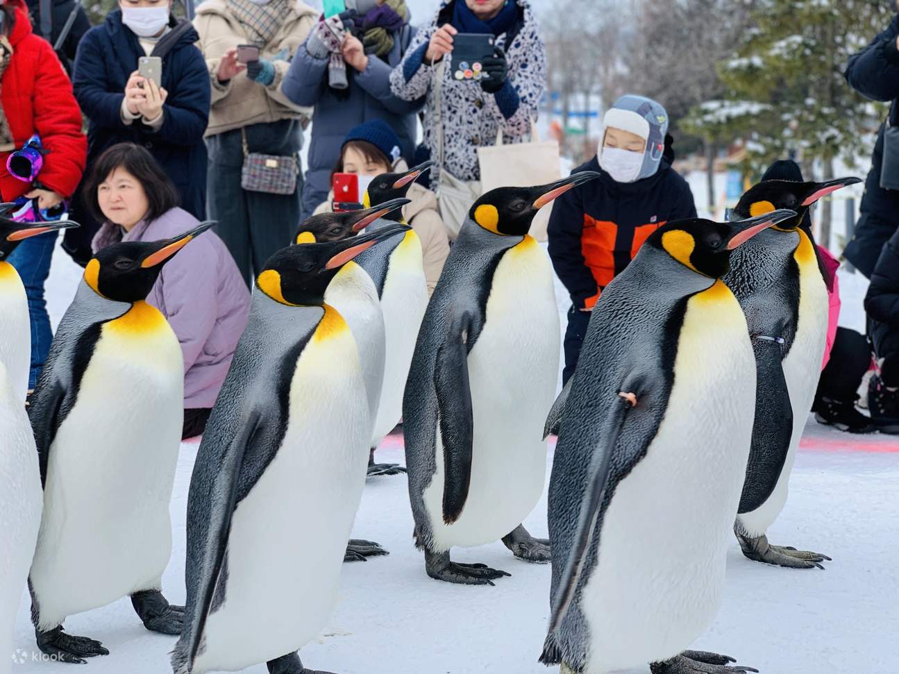 Monbetsu Icebreaker & Asahiyama Zoo & Sounkyo Icefall Festival 2 days ...