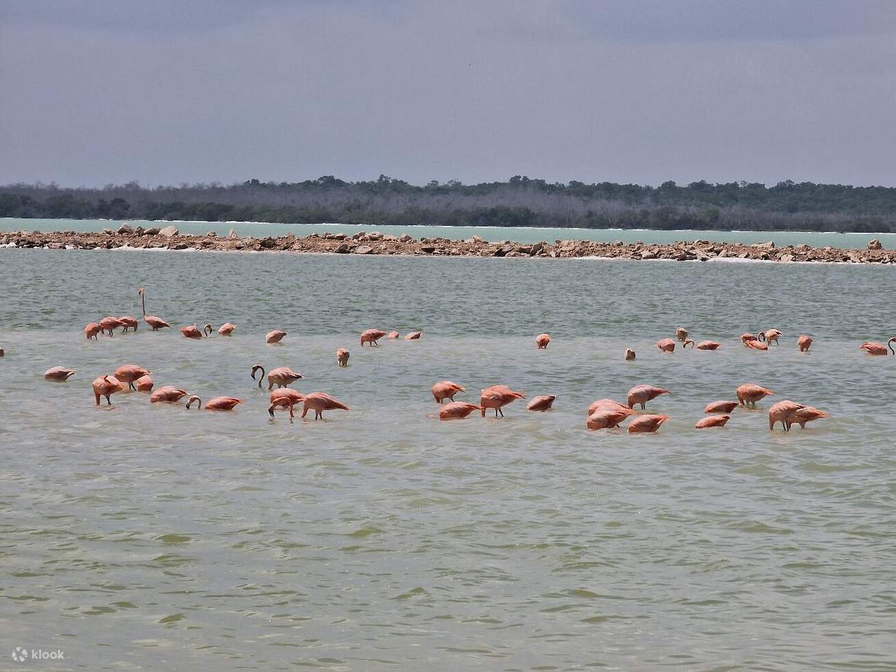 Day Tour to Las Coloradas in Mexico - Klook