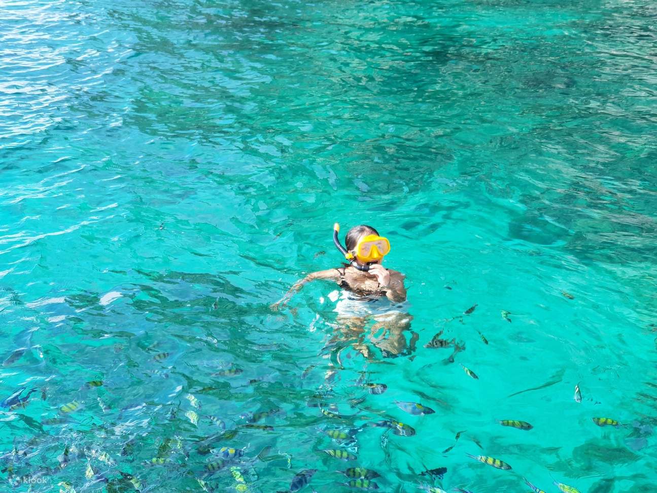 Sertai Dalam Menaiki Bot Tradisional Mewah Persendirian Pulau Coral ...