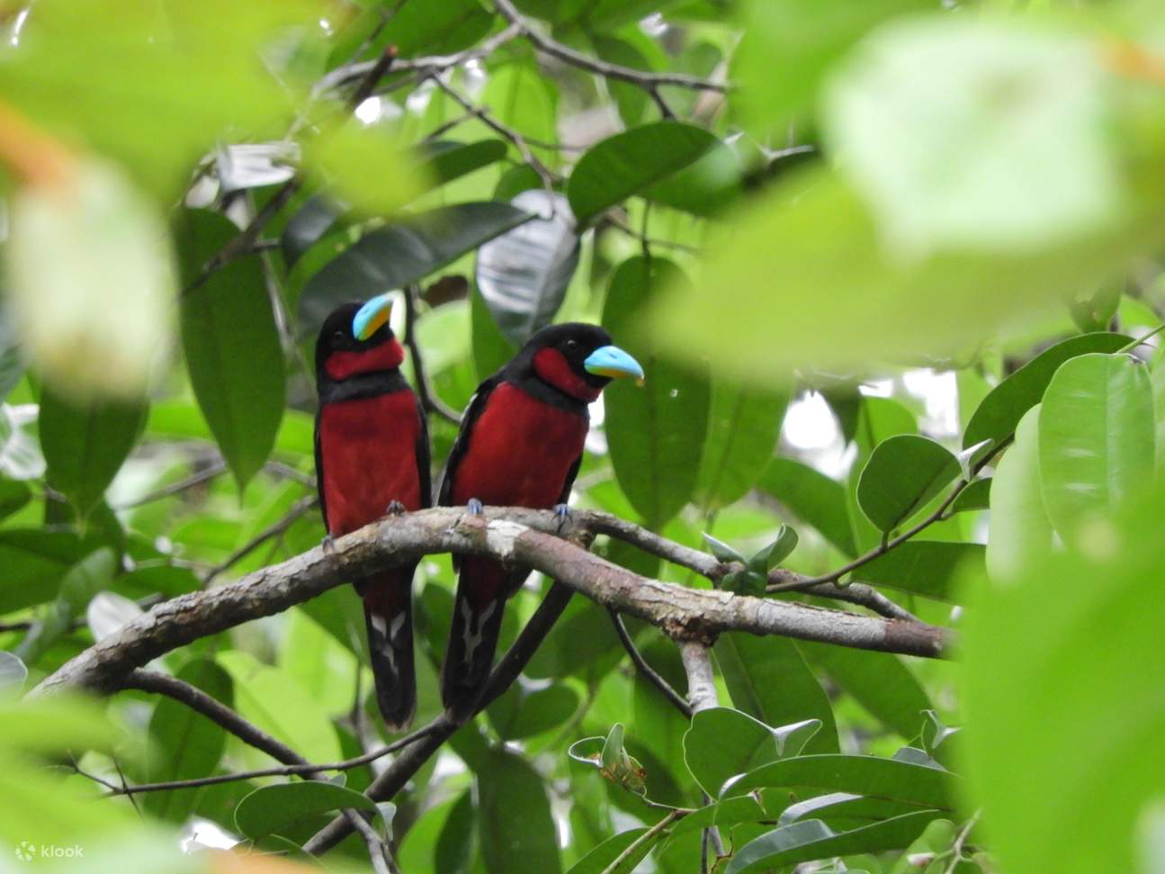 Kayaking and Bird Walking Join-In Tour di Taman Negeri Rompin di Pahang ...