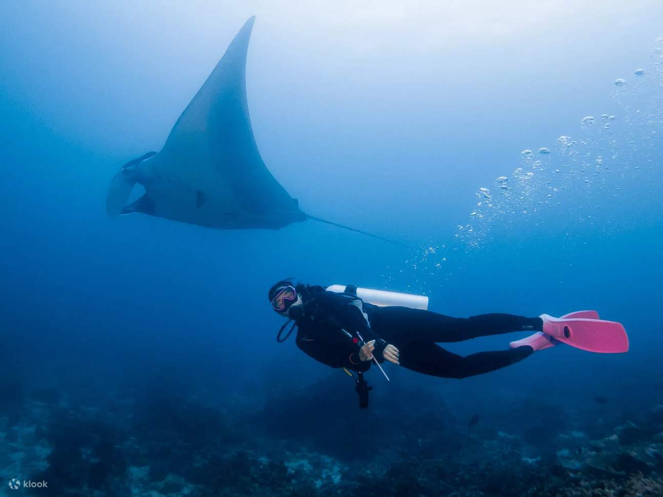 Experience an Exciting Full-Day Fun Dive in Menjangan with Our PADI ...
