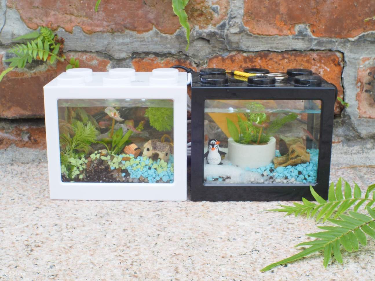 Mini Desktop Aquarium Workshop in Hong Kong - Klook United Kingdom