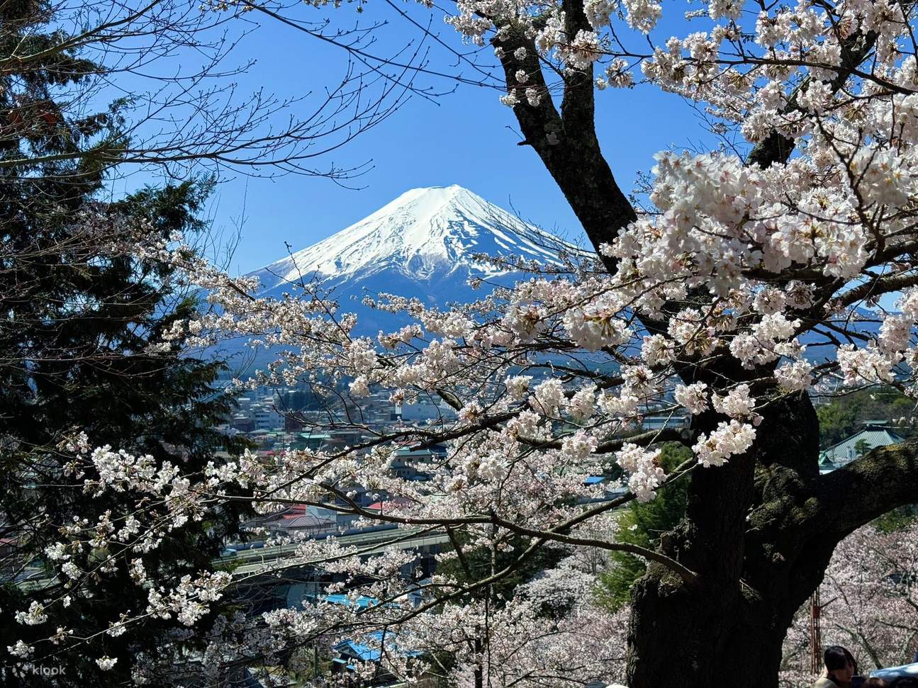 One-day cherry blossom viewing tour for Mt. Fuji internet celebrities ...