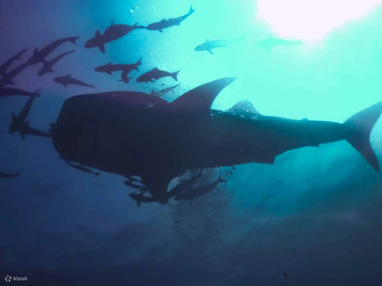 Selami Pengembaraan dengan PADI ReActivate Refresher di Koh Lanta ...