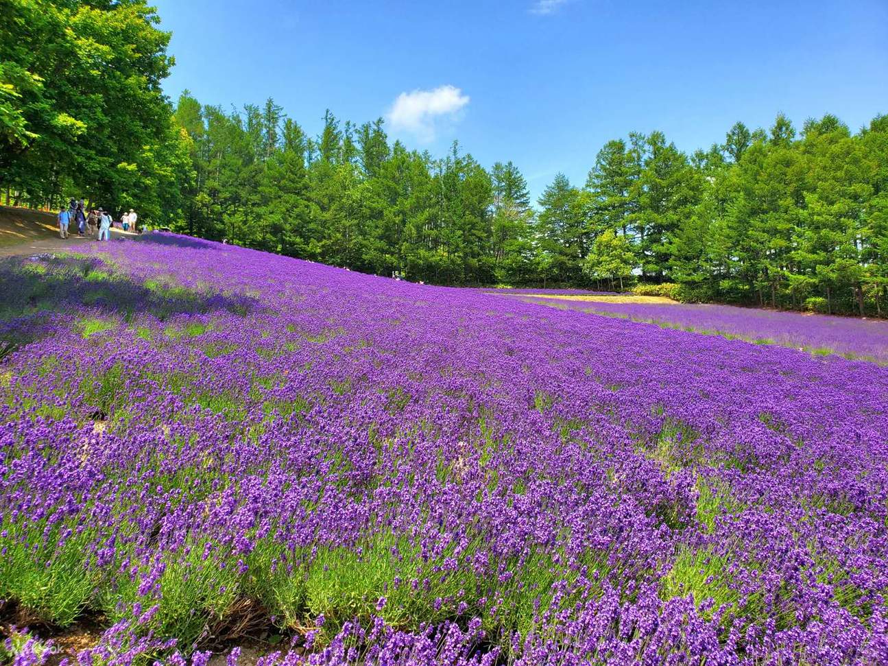 Dagtrip naar Furano & Biei Aoiike & Shikisai-no-oka (vertrek vanuit ...