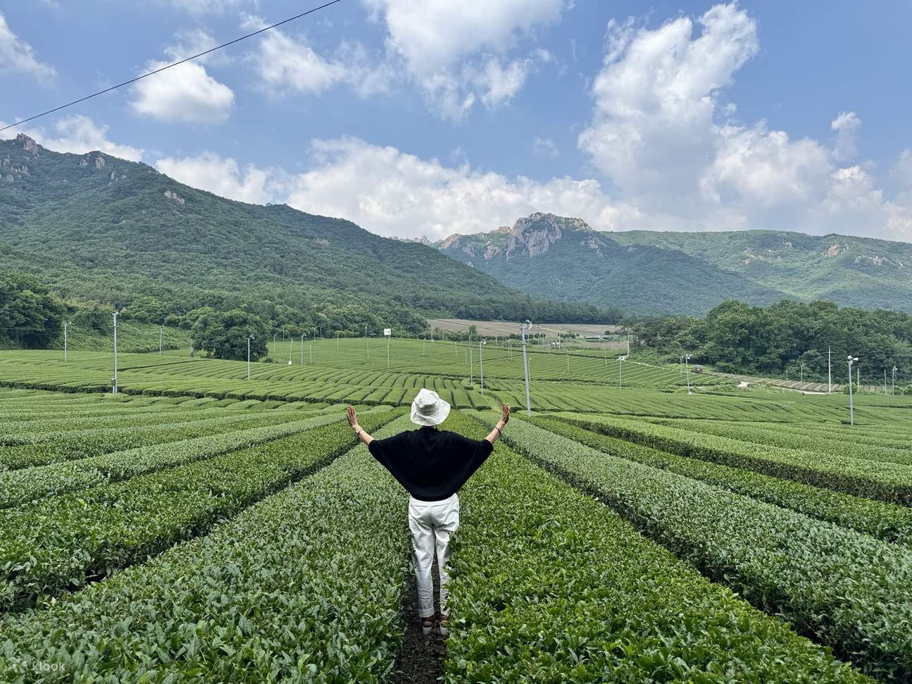 Boseong and Gangjin Green Tea Plantation One Day Tour from Gwangju ...