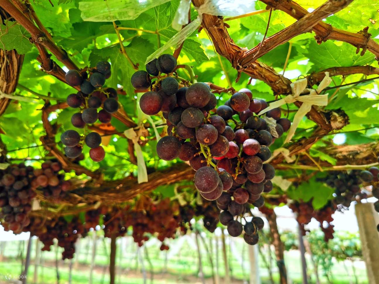 PB Valley Vineyard and Wine Tasting Tour in Khao Yai, Thailand - Klook