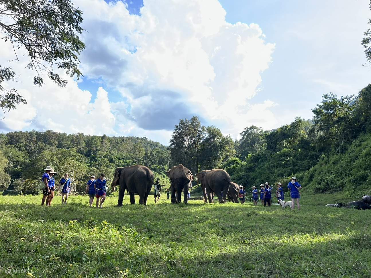 Join In Elephant Care Program At New Elephant Home Chiangmai in ...