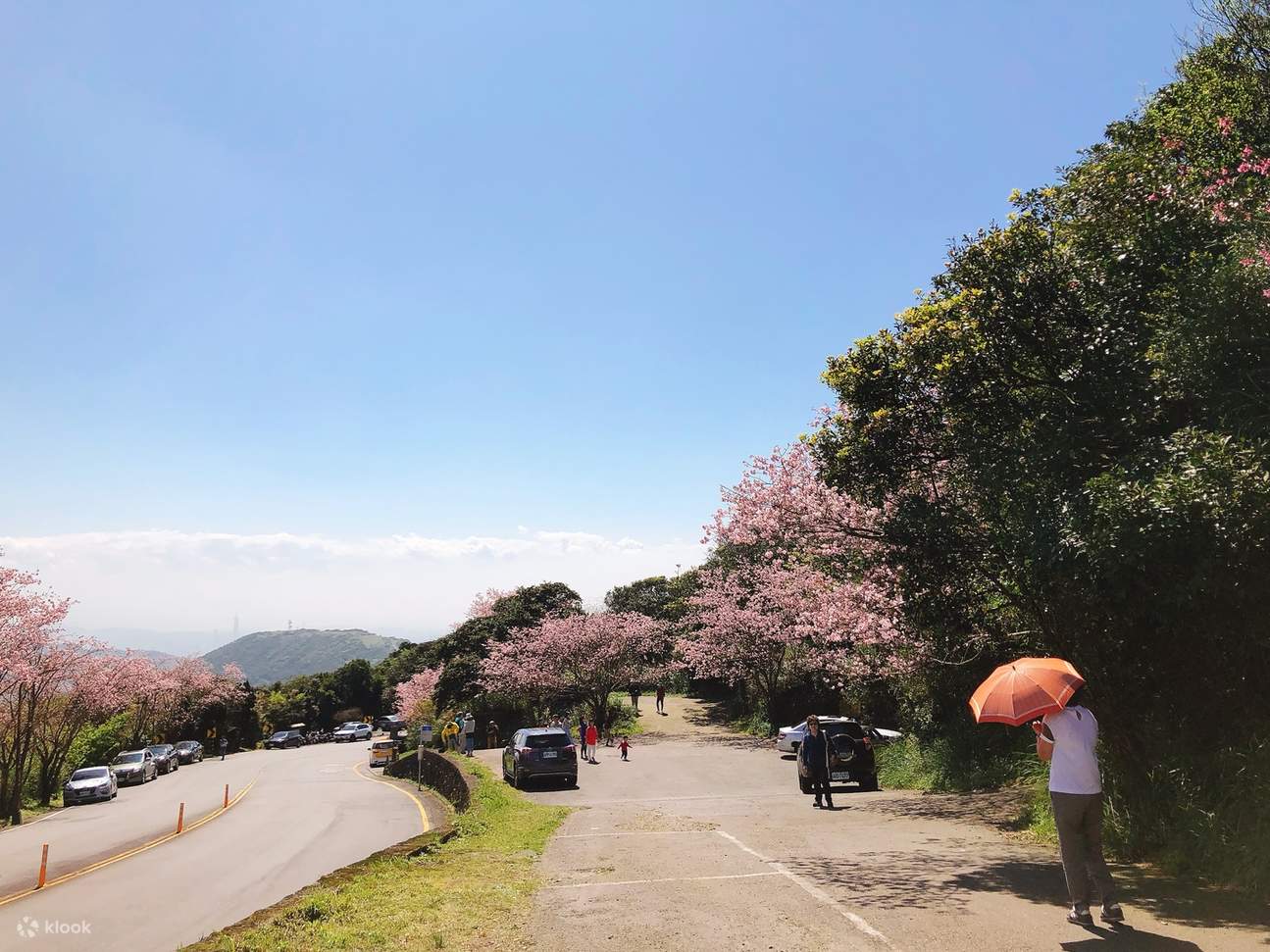 Taipei Cherry Blossom Day Tour - Klook