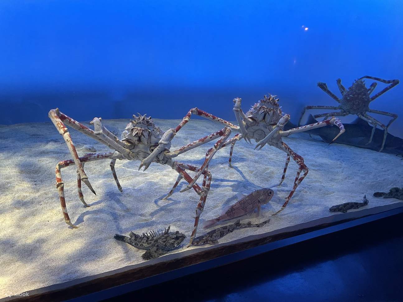 Tour privato a piedi di un giorno dell'Acquario di Toba e del Grande ...