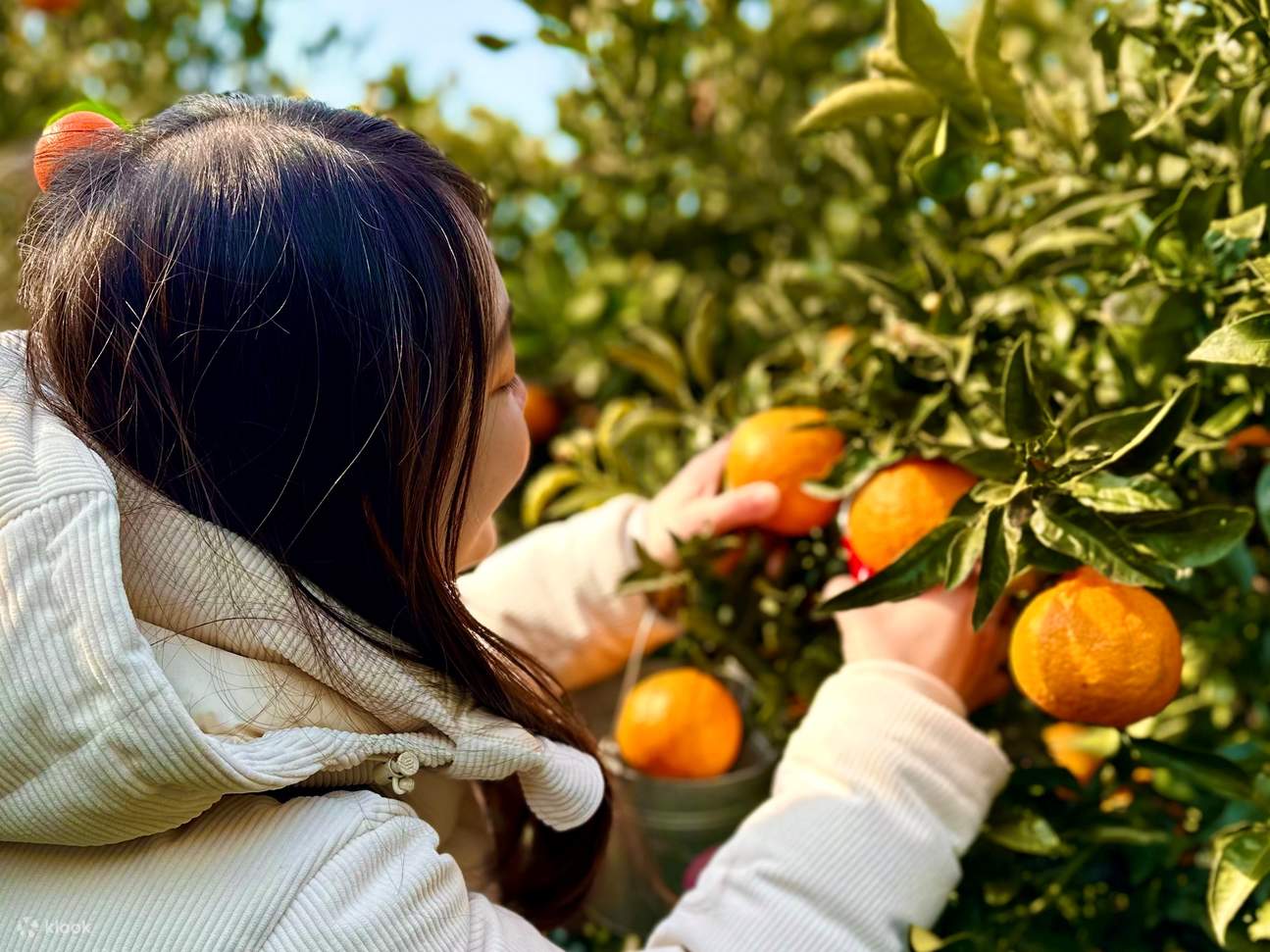 Jeju Fall Foliage, Tangerine Picking, Pink Muhly & Silver Grass Tour ...