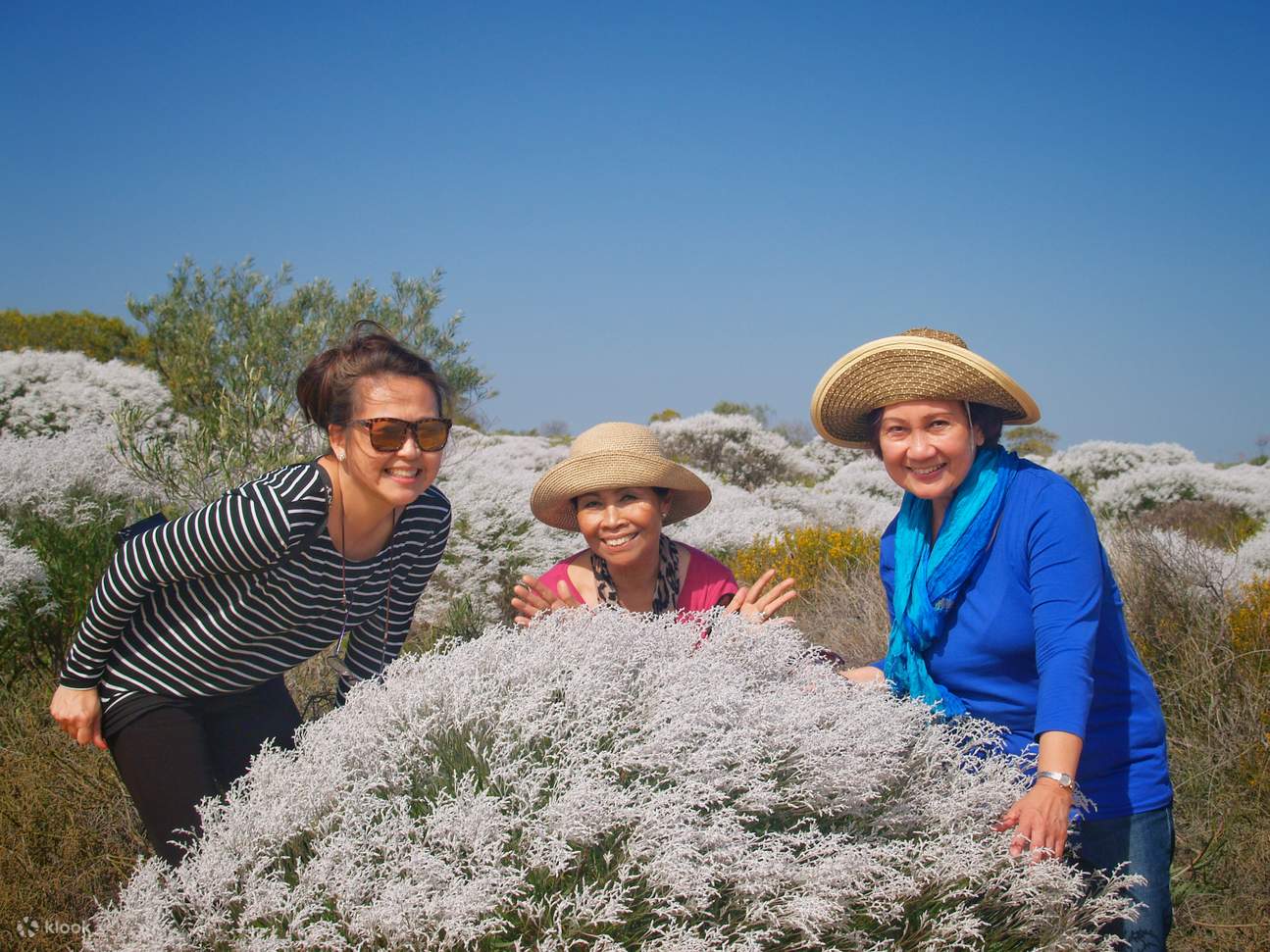 Kalbarri Wildflowers Tour - Klook The Bahamas