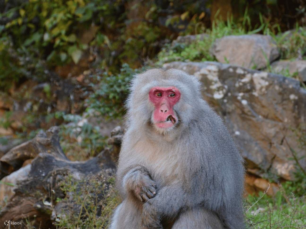 April Only: Snow Monkeys, Togakushi or Kamikochi & Nagano Sakura ...
