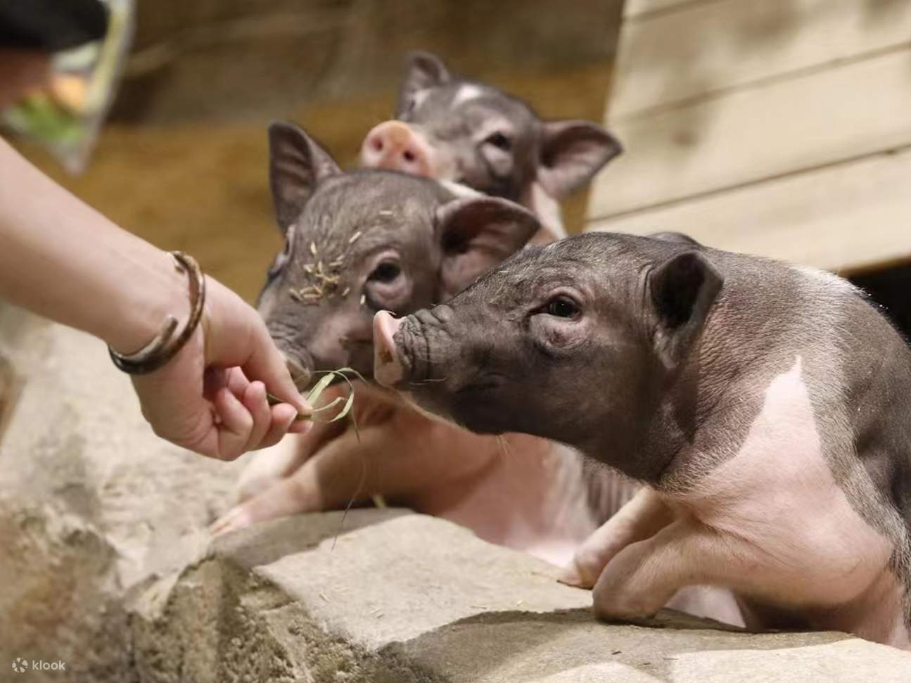 Shenzhen WOWO cute pet paradise (Baoan Daqianli store) - Klook