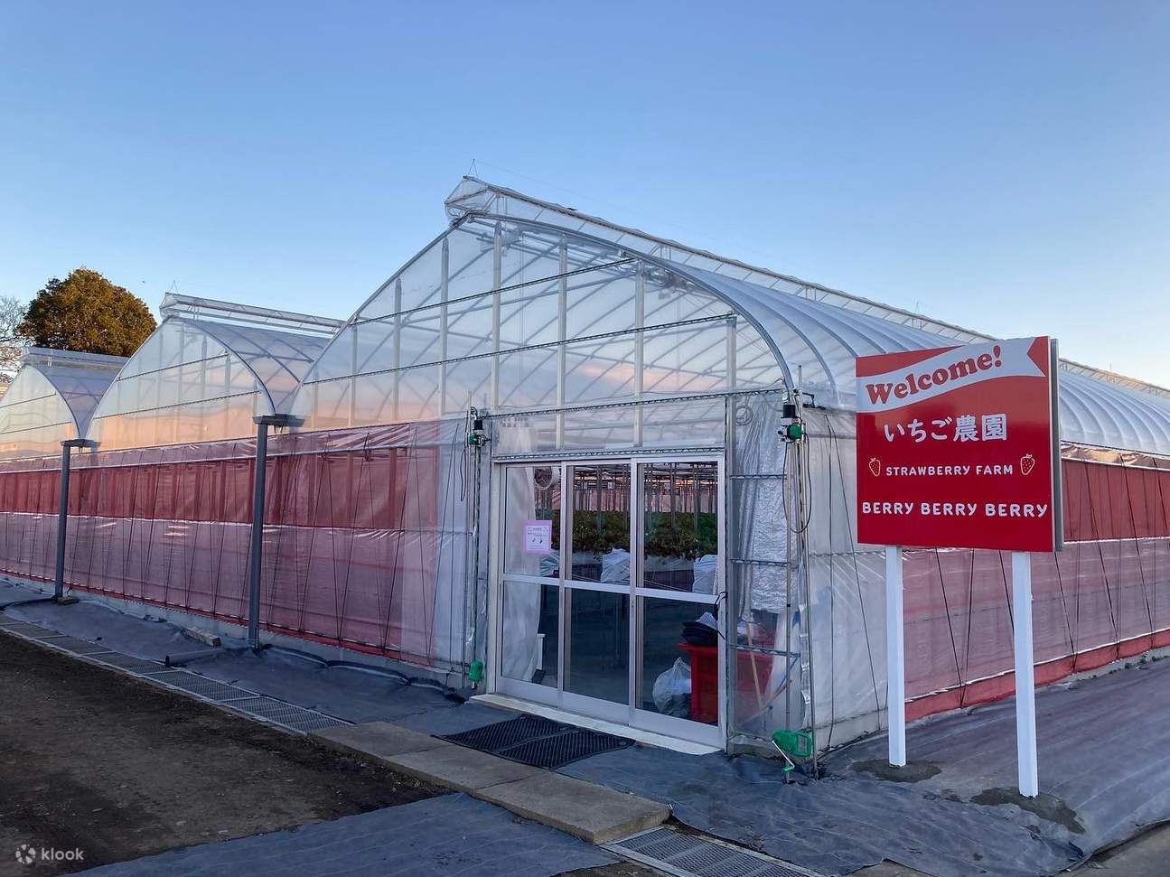Japan's most beautiful view [Hitachi Seaside Park's butterfly blossoms ...