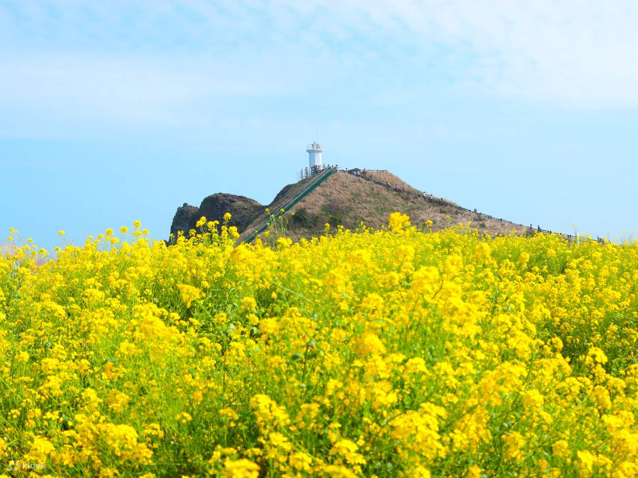 2025 Jeju's Canola Flower Tour With UNESCO Spot, Hotel Pick Up - Klook