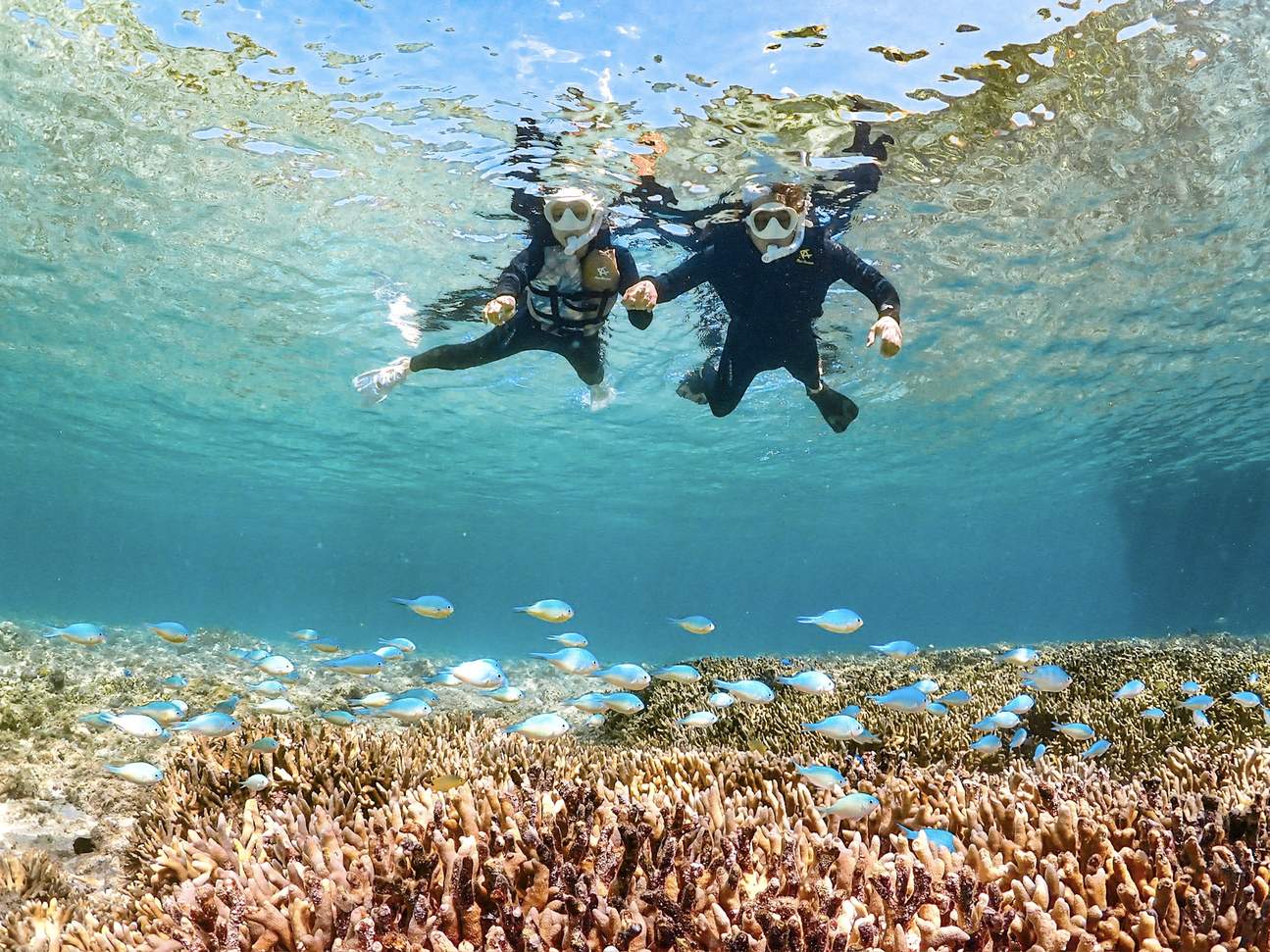 Miyako Island | Outstanding transparency! Snorkeling with sea turtles ...