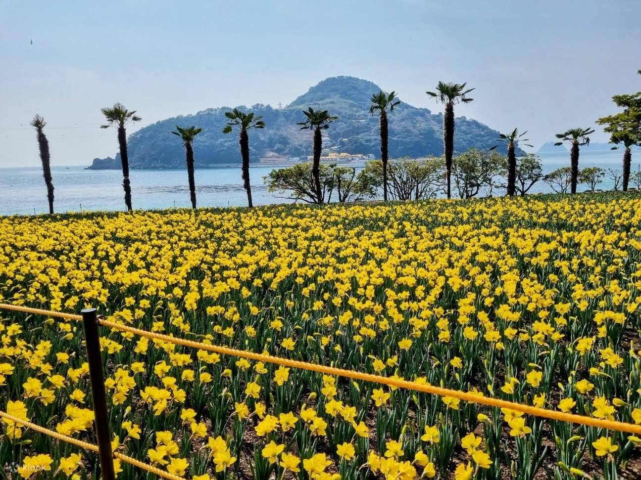 Geoje Island Tour dengan Mobil Pribadi - Klook Indonesia