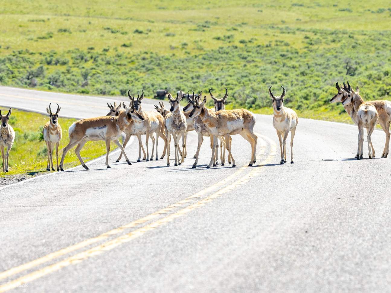 Yellowstone Wildlife Tour - Klook Australia