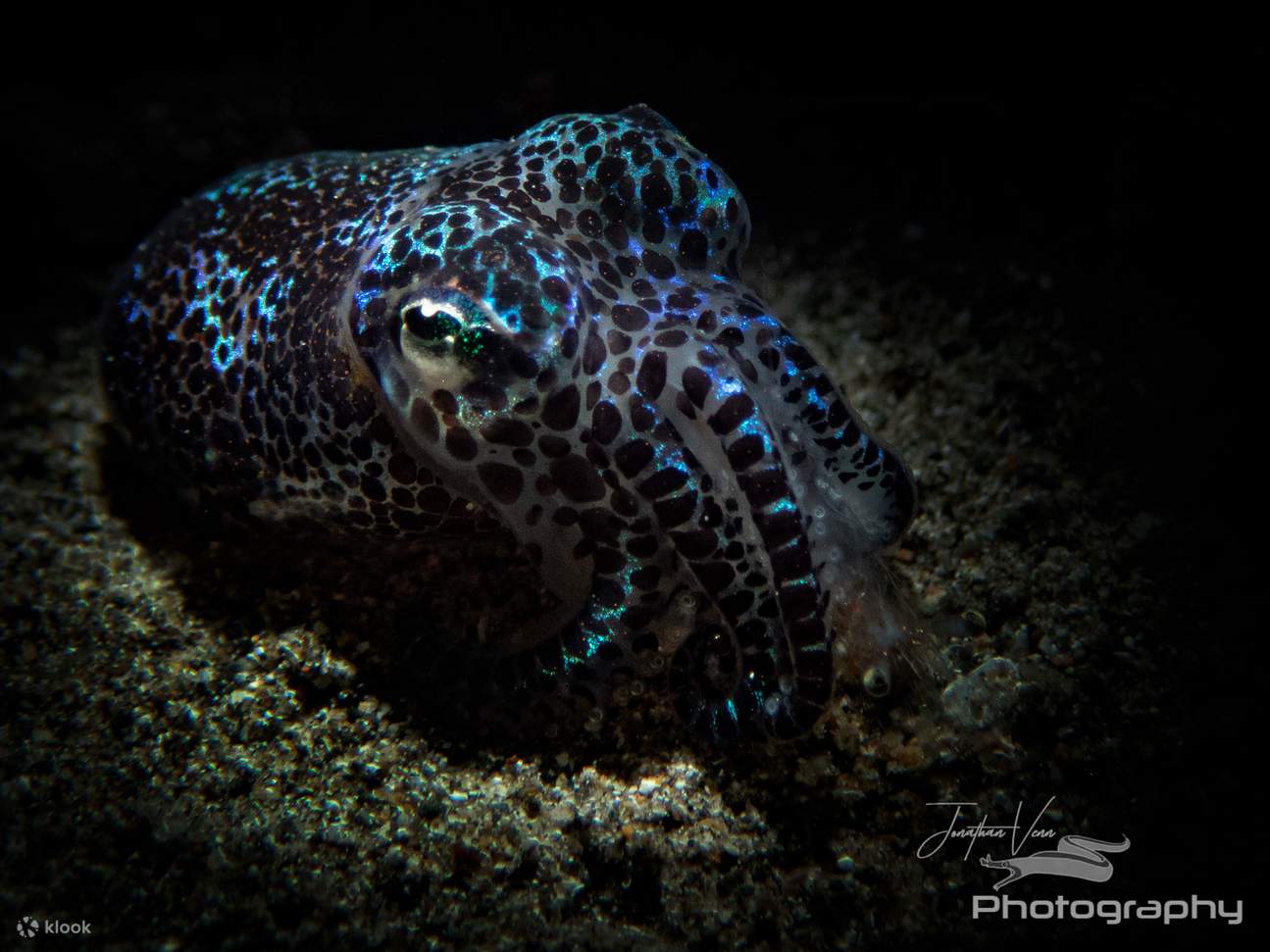 Experience an Exciting Full-Day Dive Trip in Luzon with a PADI 5 Star ...