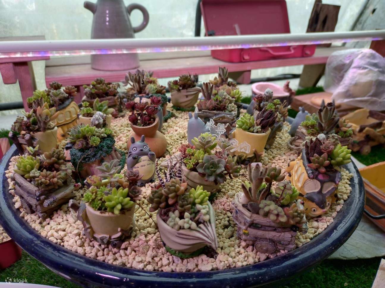 Yilan: Workshop voor het zelf maken van vetplantenpotten - Klook Nederland