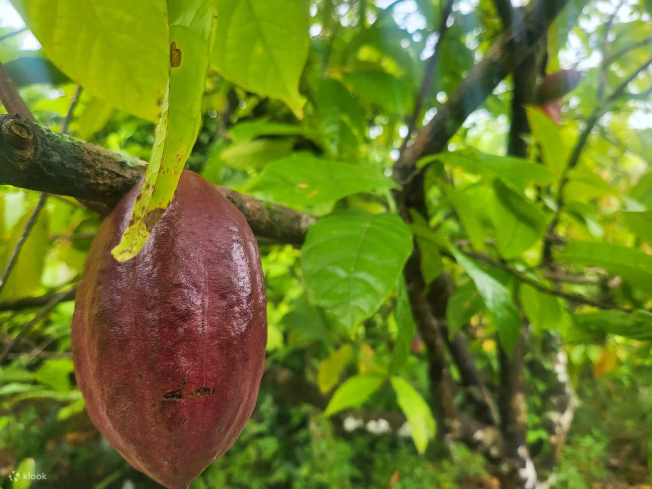 Cai Rang Floating Market and Cacao Immersion Tour in Can Tho - Klook