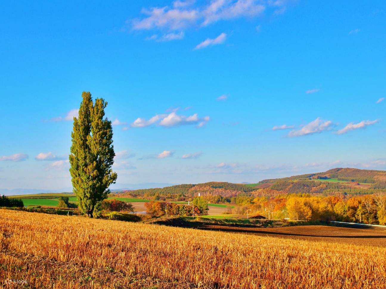 Asahiyama Zoo + Seasonal Tour + Forest Fairy Terrace Day Tour｜Depart ...