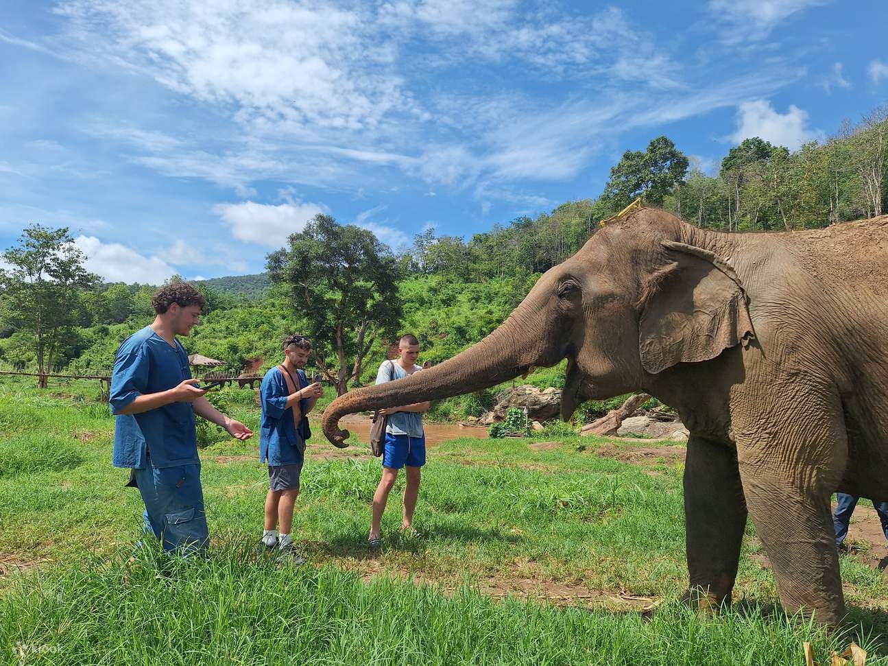 Living Green Elephant Sanctuary Chiang Mai - Klook Philippines