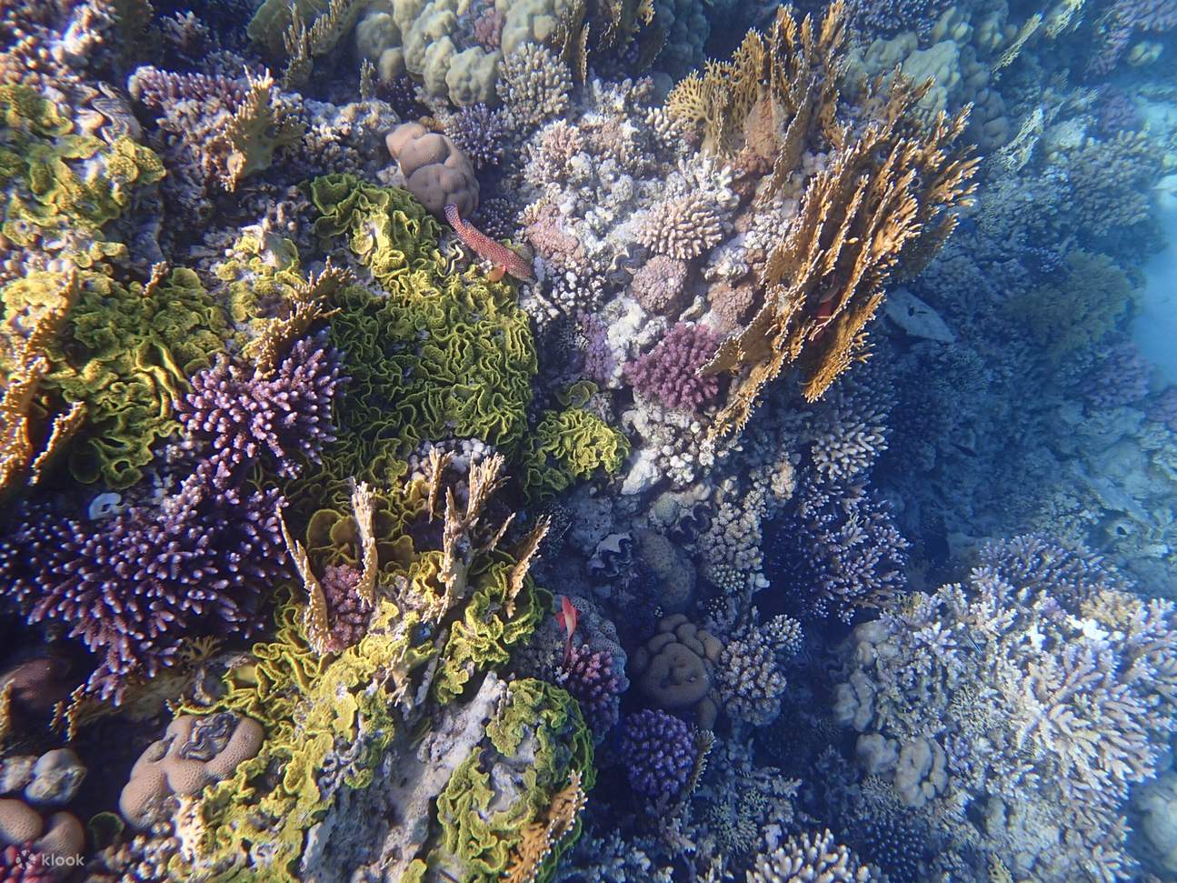 Abu Dabbab Beach Snorkeling with Turtles - Klook Stati Uniti
