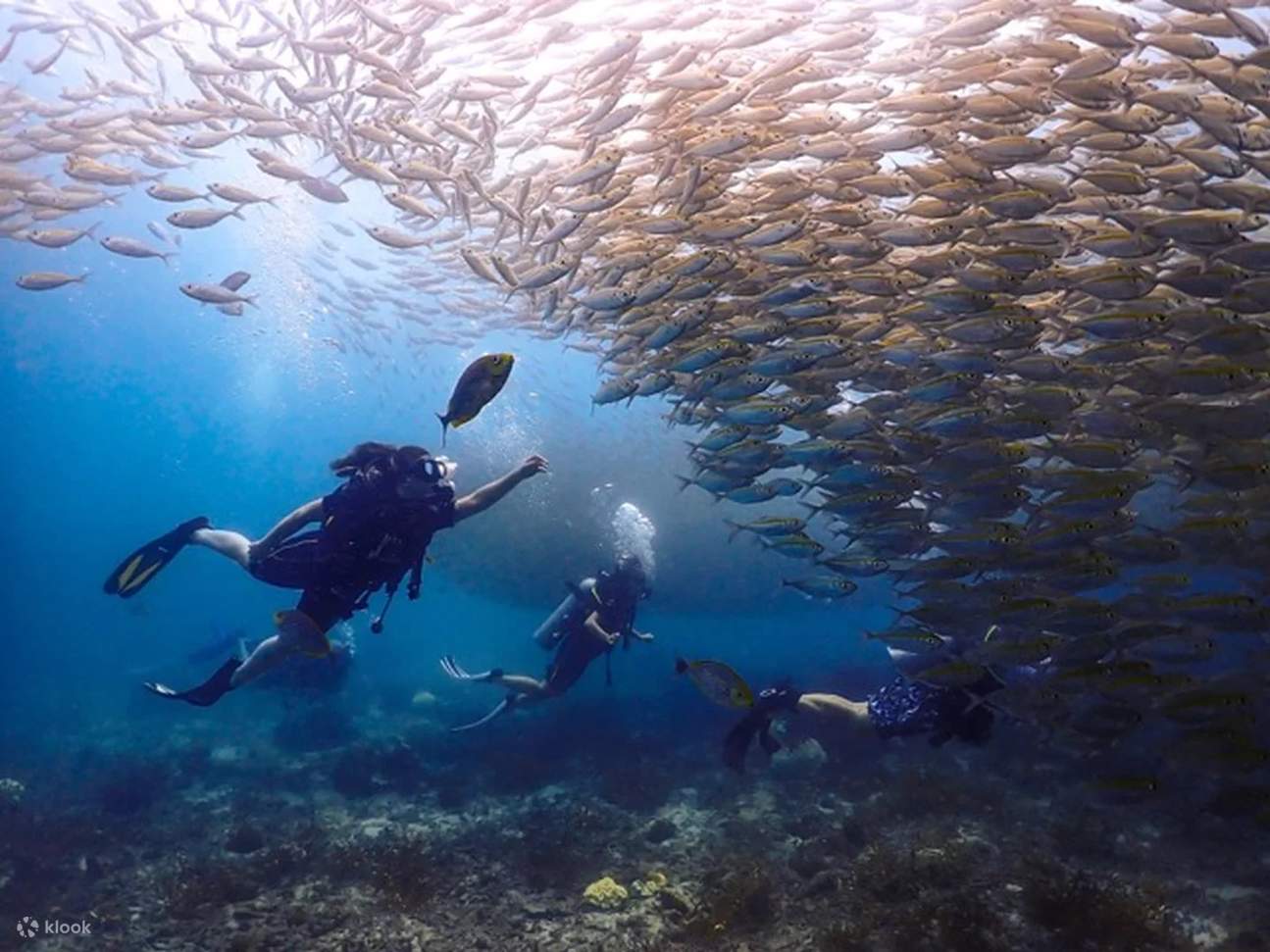 Dive Tour Koh Tao in Koh Samui with PADI 5 Star Dive Center | Book Now ...