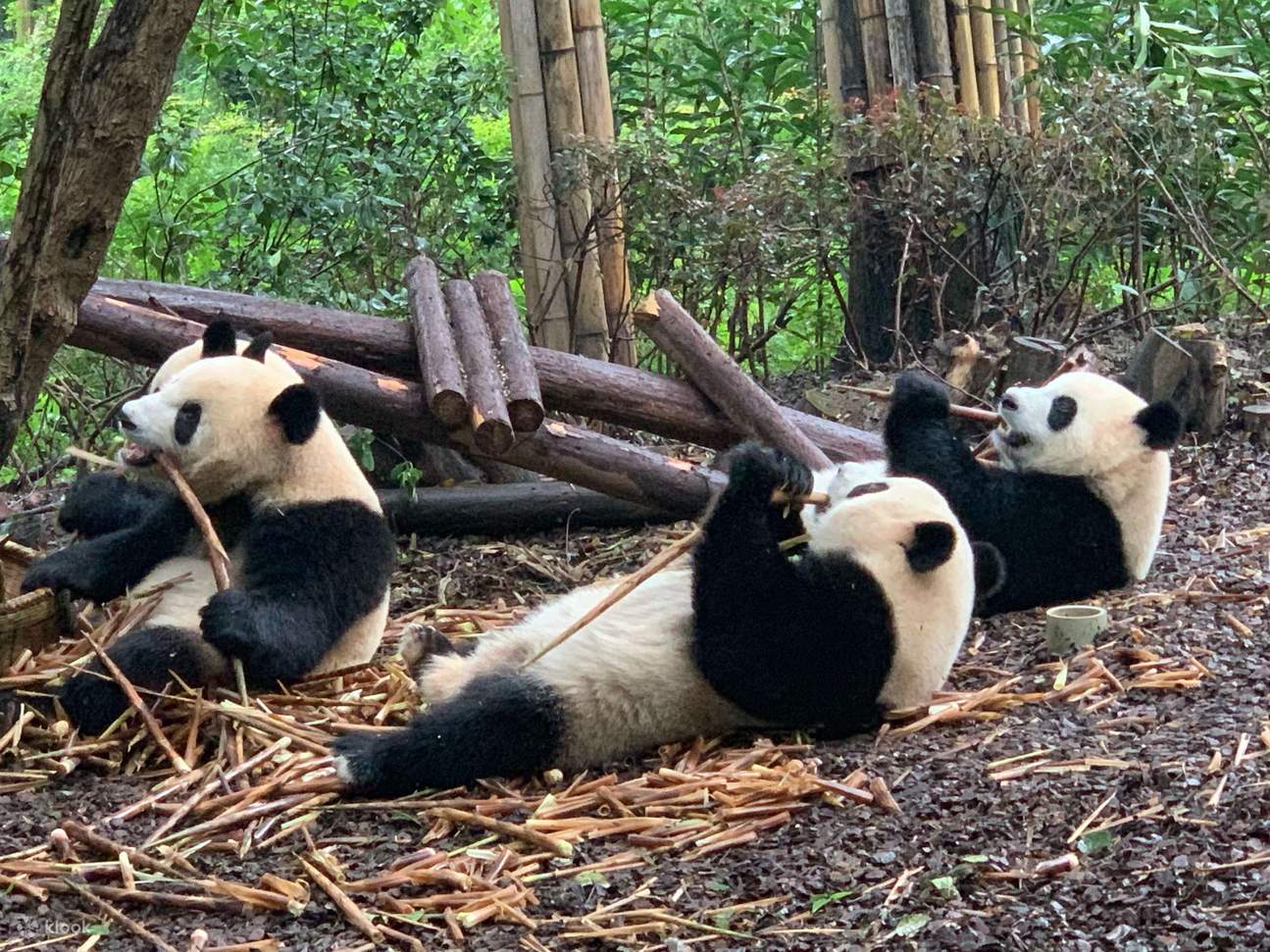 Chengdu Panda Breeding Research Base English Half-Day Tour - Klook New ...