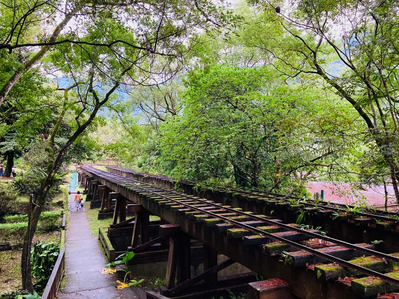 Hualien: Rift Valley, Mountain, and Ocean Forest One-Day Tour - Klook ...