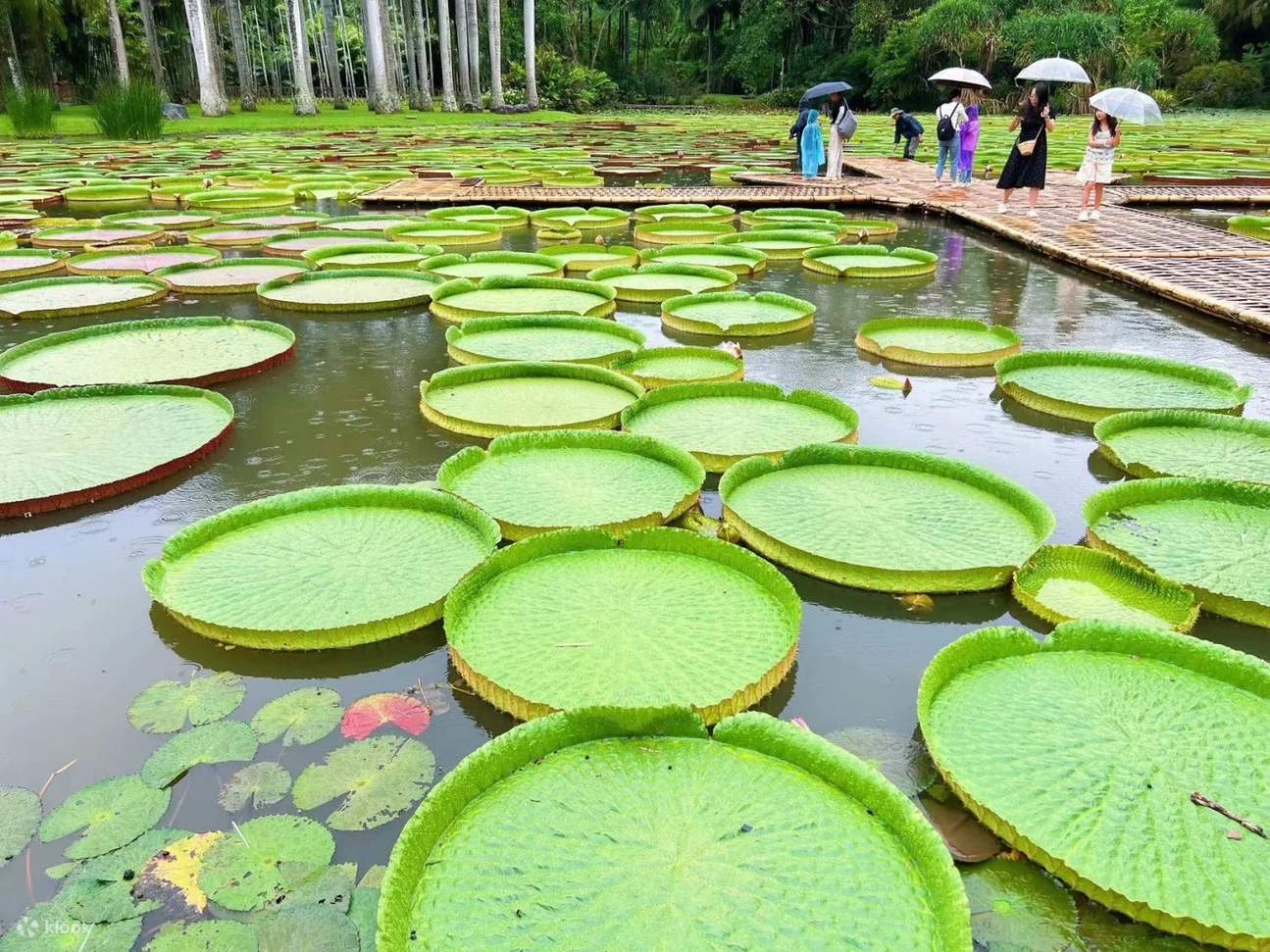 Xishuangbanna Tropical Botanical Garden, Chinese Academy of Sciences ...